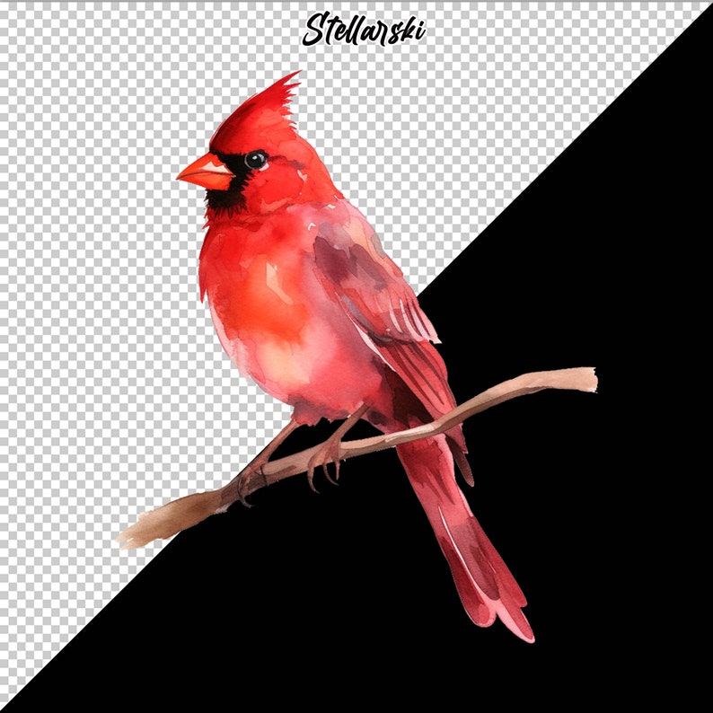 Red Cardinal PNG Red Cardinal Bird Cute Colorful Bird PNG Watercolor ...