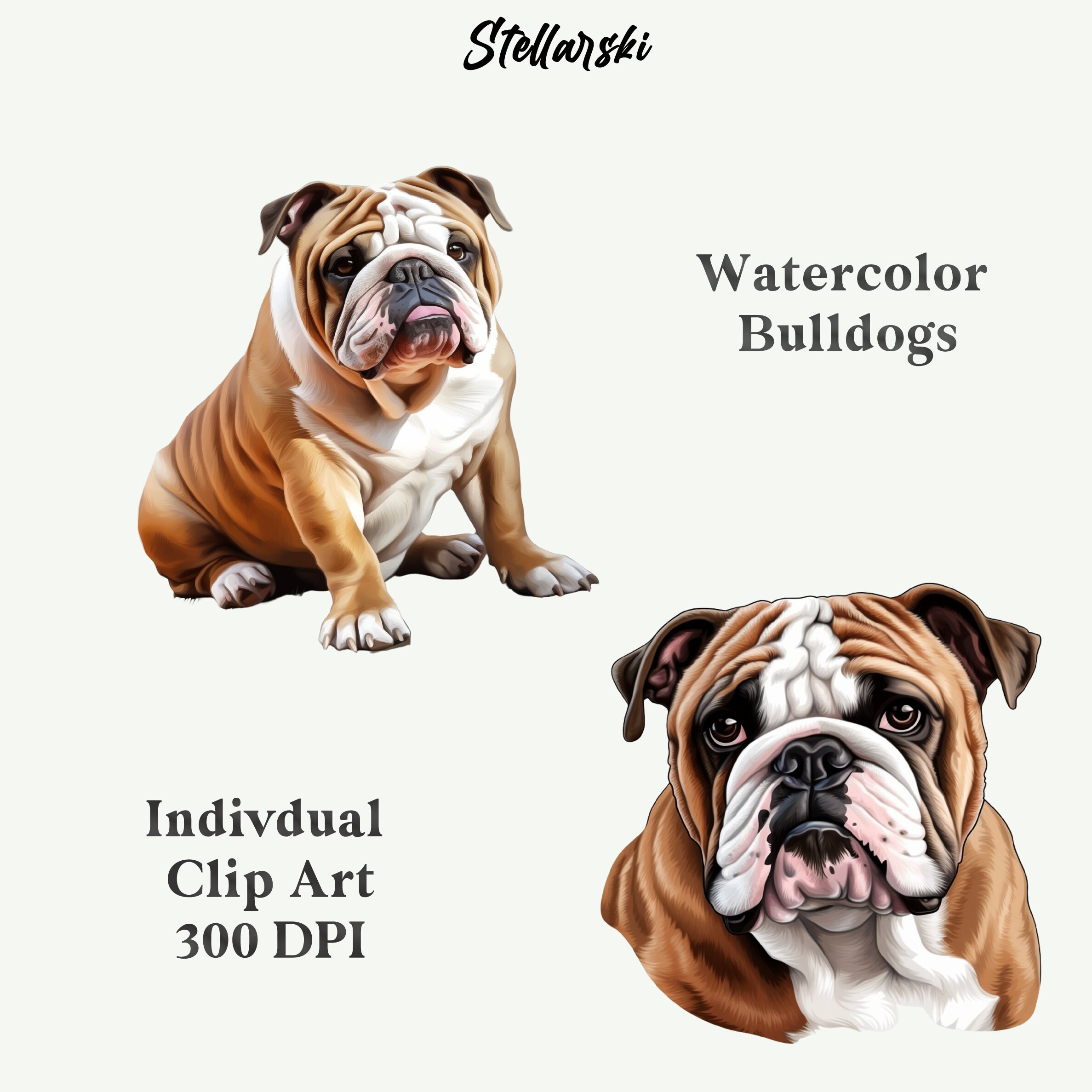 English Bulldog Clipart, English Bulldog PNG, English Bulldog ...