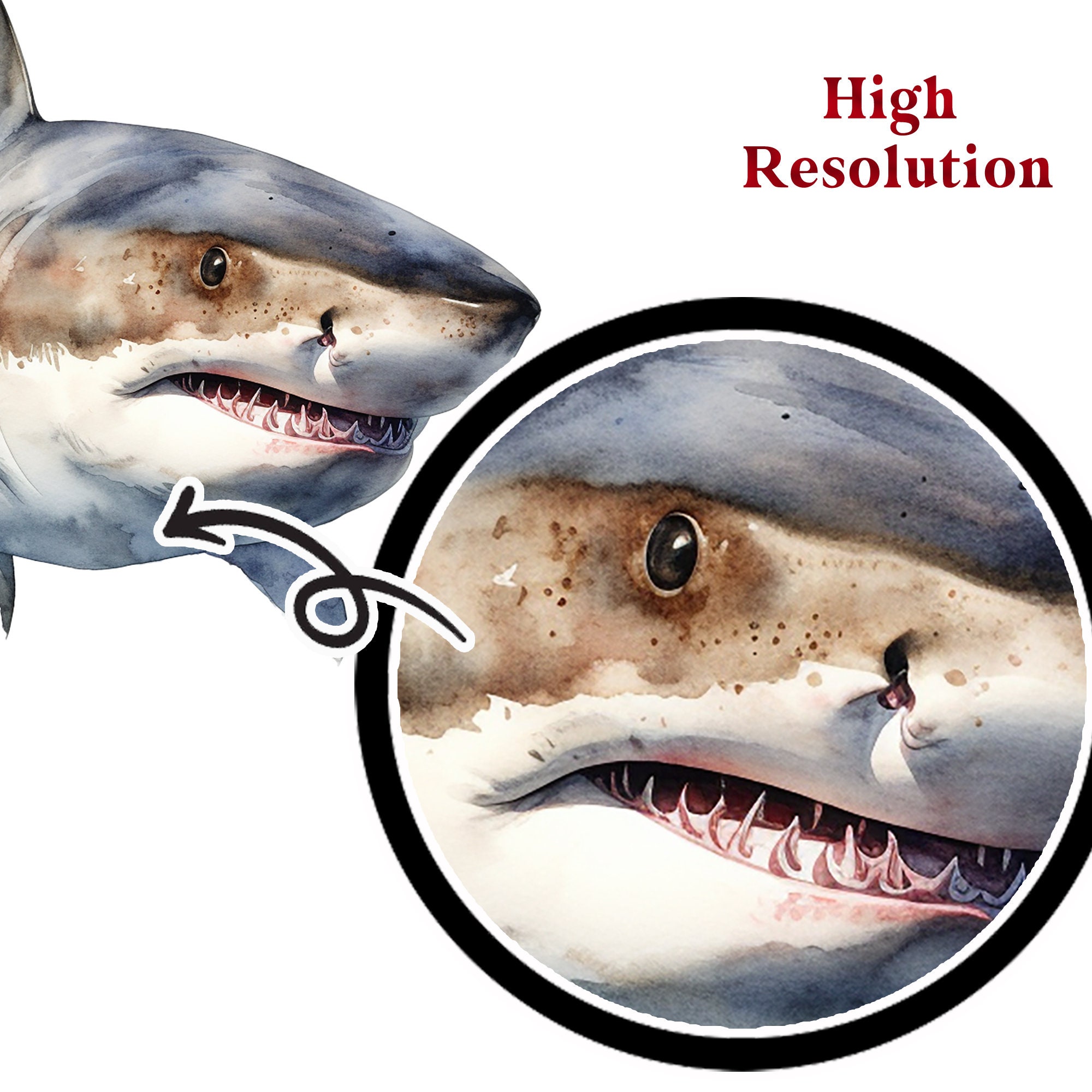 Watercolor Shark Clipart | Ocean Animals PNG | Sea Life Images | Great ...