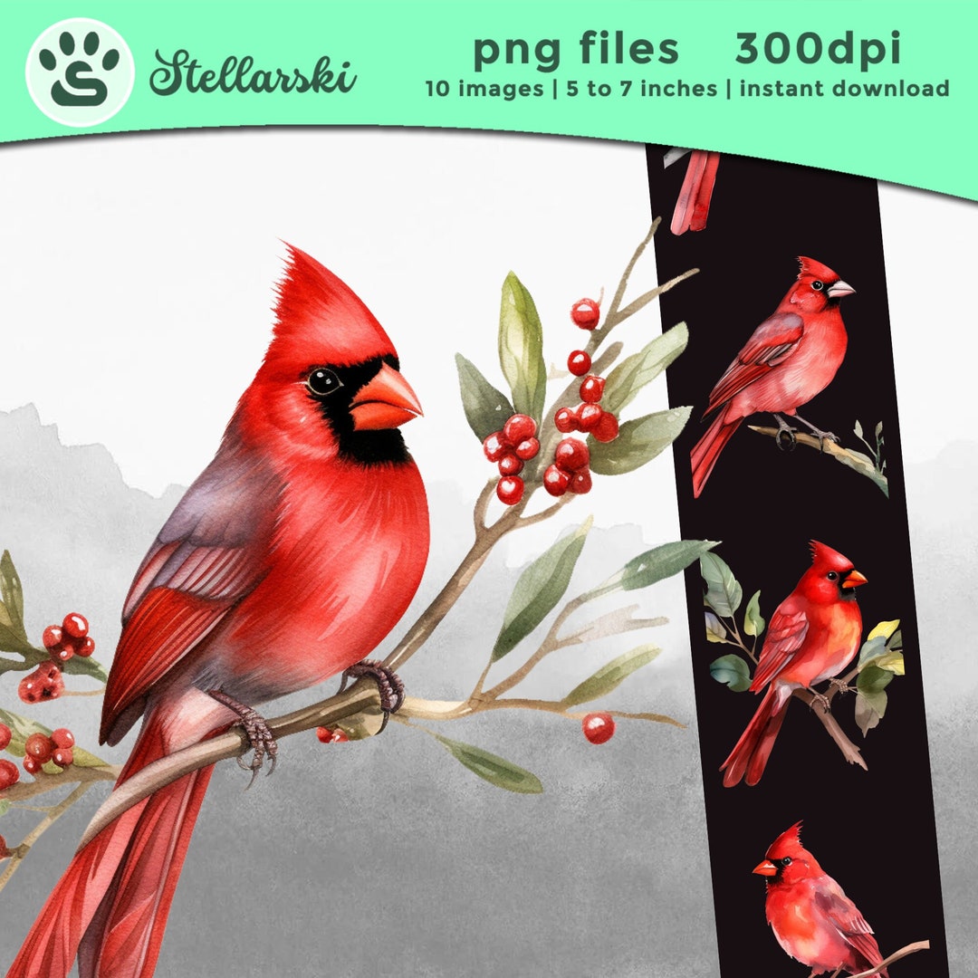 Red Cardinal Clipart | Red Bird PNG | Red Cardinal PNG | Watercolor ...