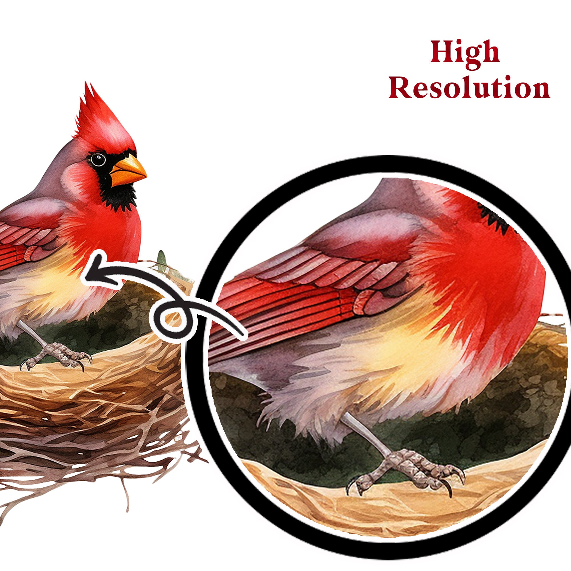 Red Cardinal Nest PNG | Red Cardinal Bird Nest | Colorful Bird PNG ...