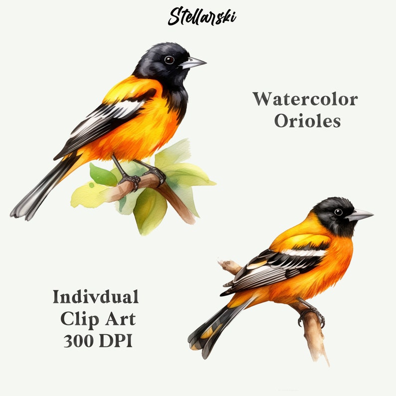 Baltimore Oriole PNG | Orange Oriole Bird | Cute Colorful Bird PNG | Watercolor Oriole Clipart ...