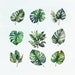 Tropical Leaves Clipart | Green Jungle Leaves | Green Monstera Leaves ...