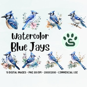 Chickadee PNG Chickadee Clipart Set Watercolor Chickadee Birds Clipart ...