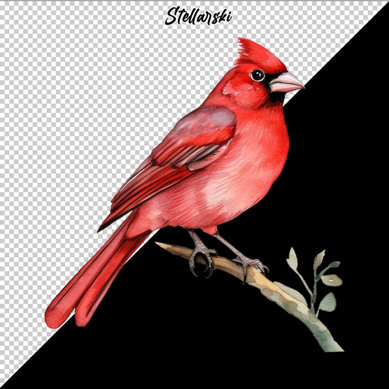 Red Cardinal PNG Red Cardinal Bird Cute Colorful Bird PNG Watercolor ...