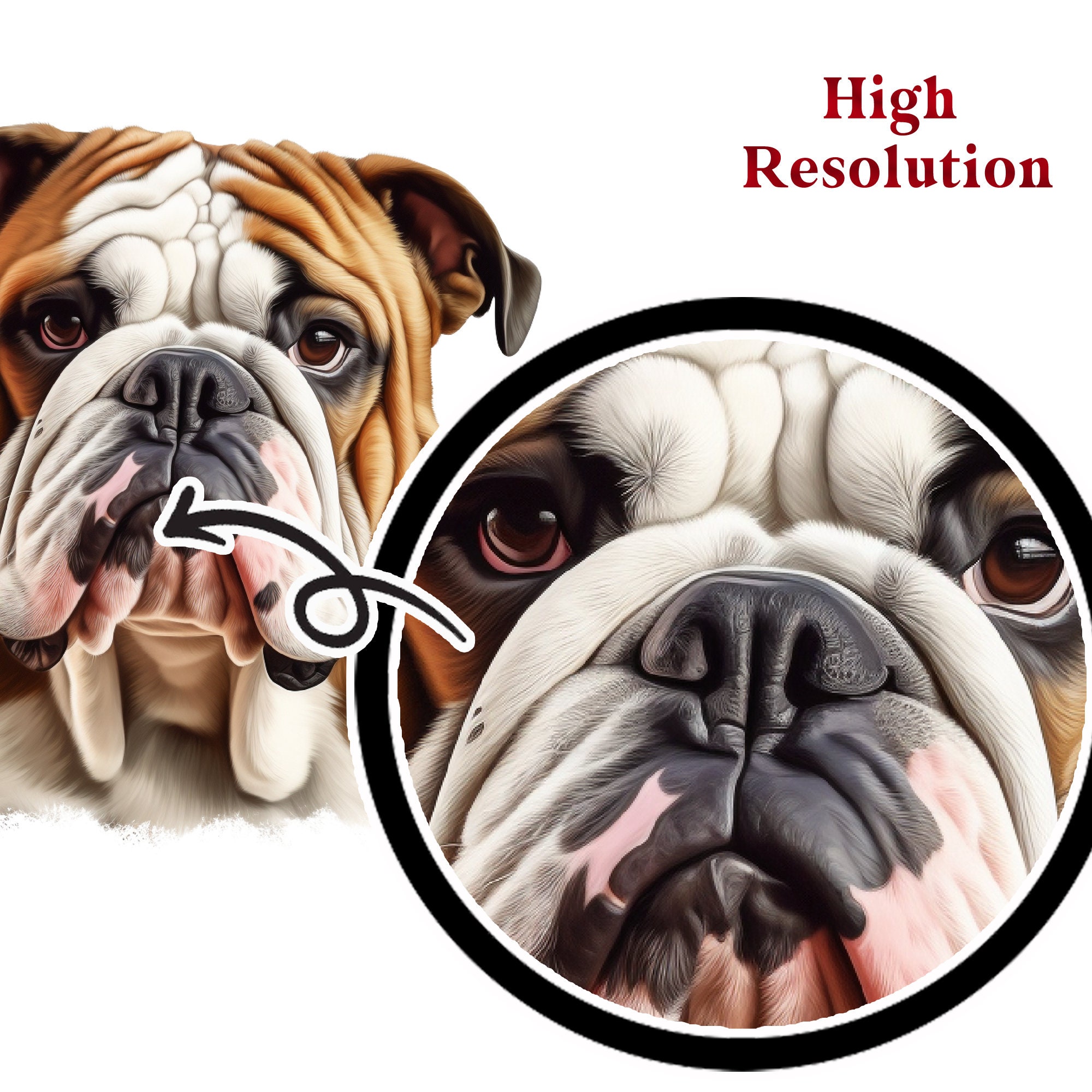 English Bulldog Clipart, English Bulldog PNG, English Bulldog ...