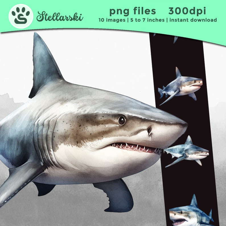 Watercolor Shark Clipart | Ocean Animals PNG | Sea Life Images | Great ...