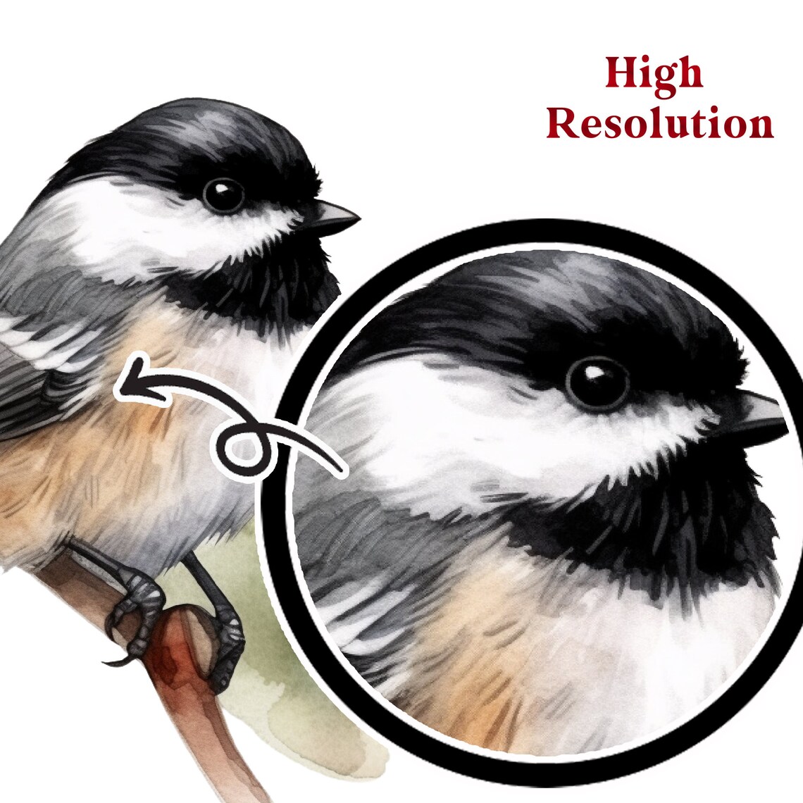 Chickadee PNG Chickadee Clipart Set Watercolor Chickadee - Etsy