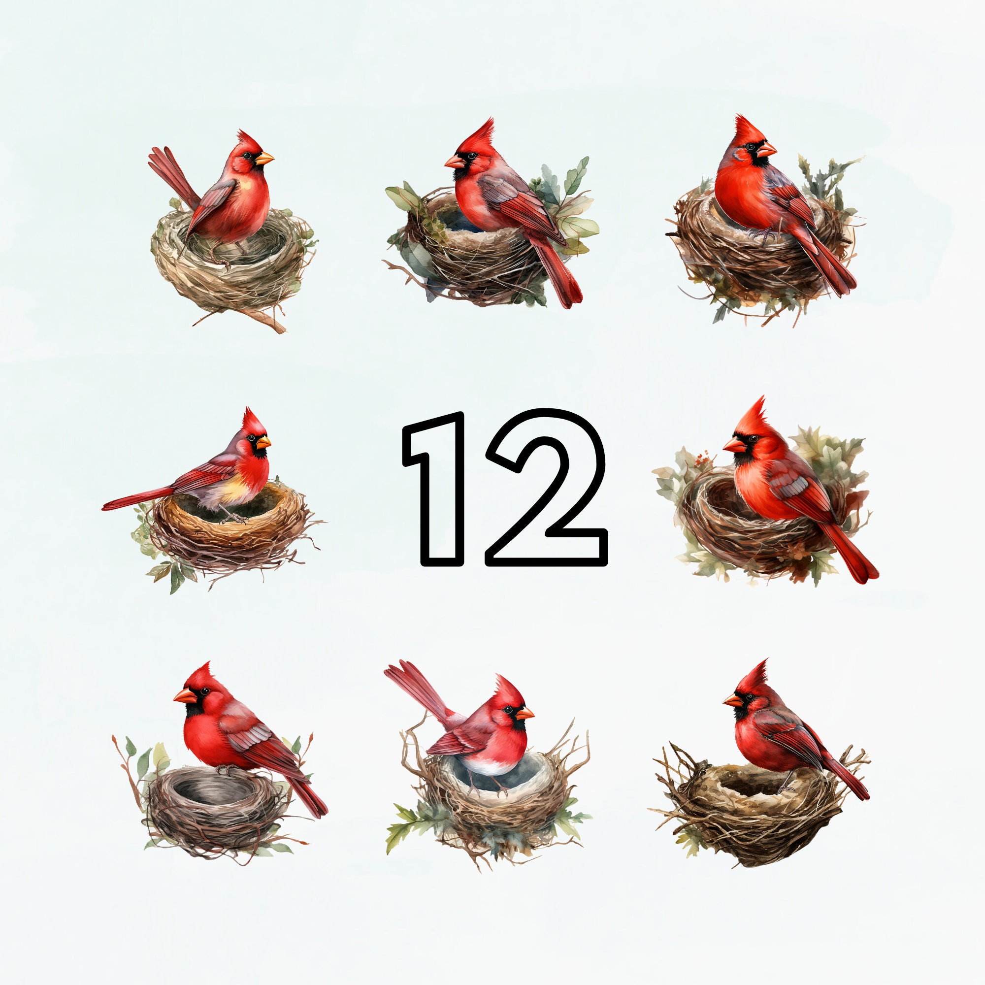 Red Cardinal Nest PNG | Red Cardinal Bird Nest | Colorful Bird PNG ...