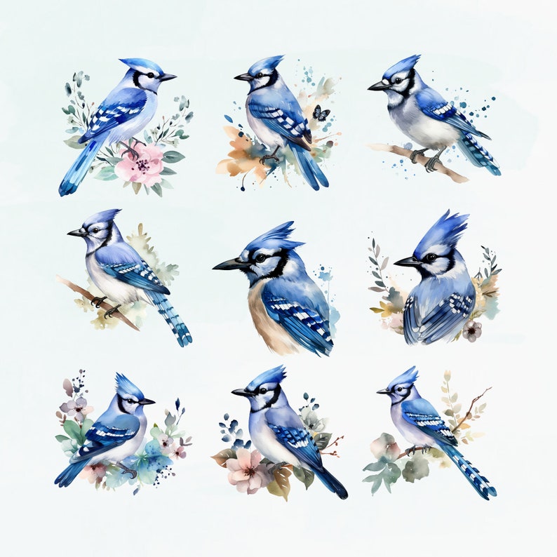 Blue Jay Clipart | Watercolor Bird PNG | Cute Blue Bird PNG | Colorful ...