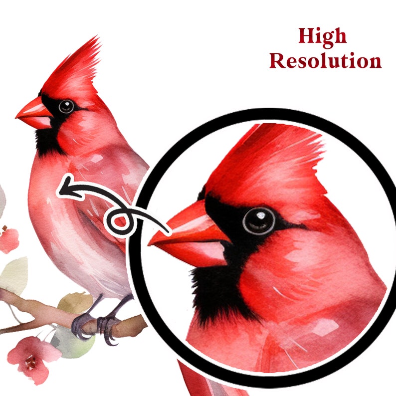 Red Cardinal PNG | Red Cardinal Bird | Cute Colorful Bird PNG ...