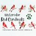 Red Cardinal PNG Red Cardinal Bird Cute Colorful Bird PNG Watercolor ...
