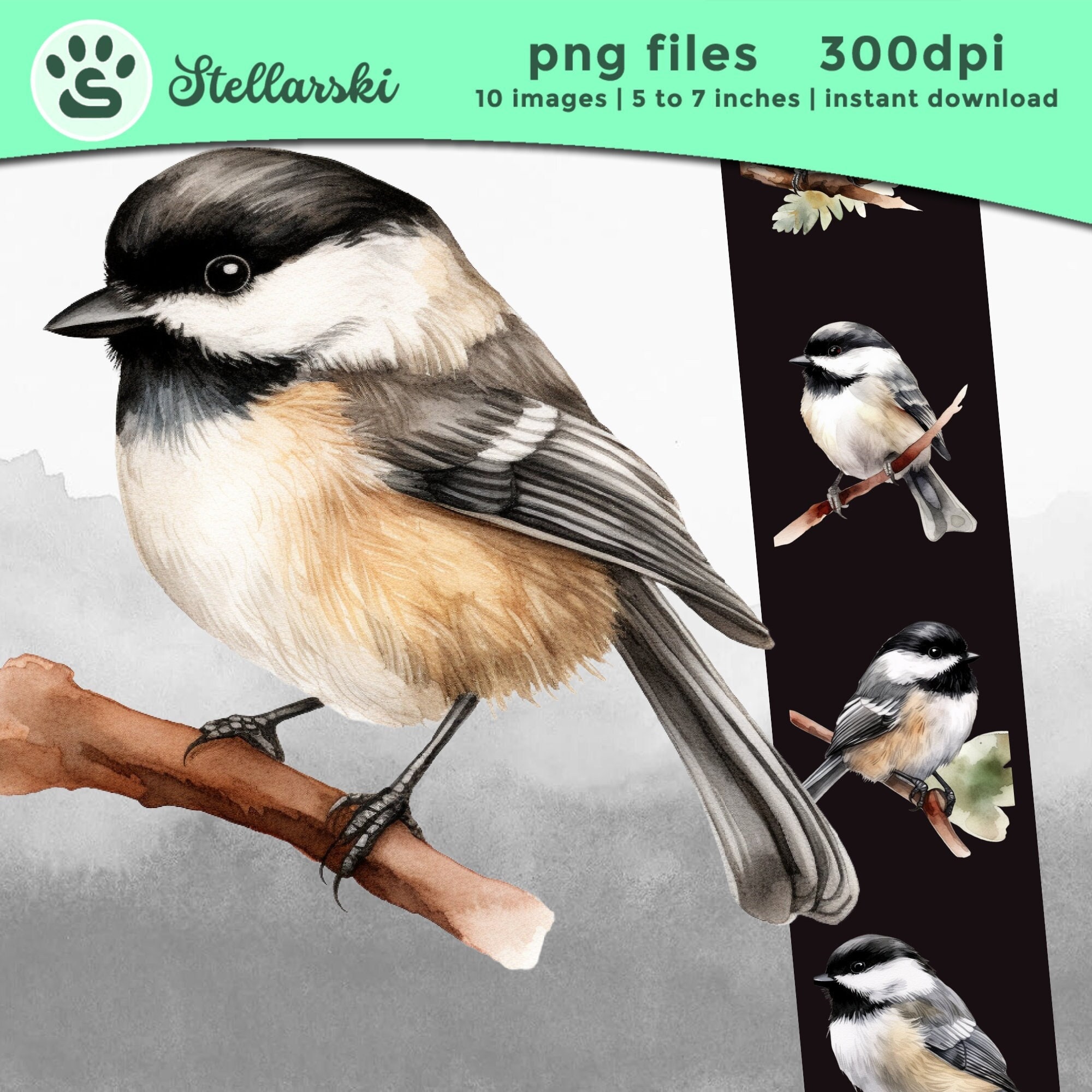 Chickadee PNG | Chickadee Clipart Set | Watercolor Chickadee | Birds ...