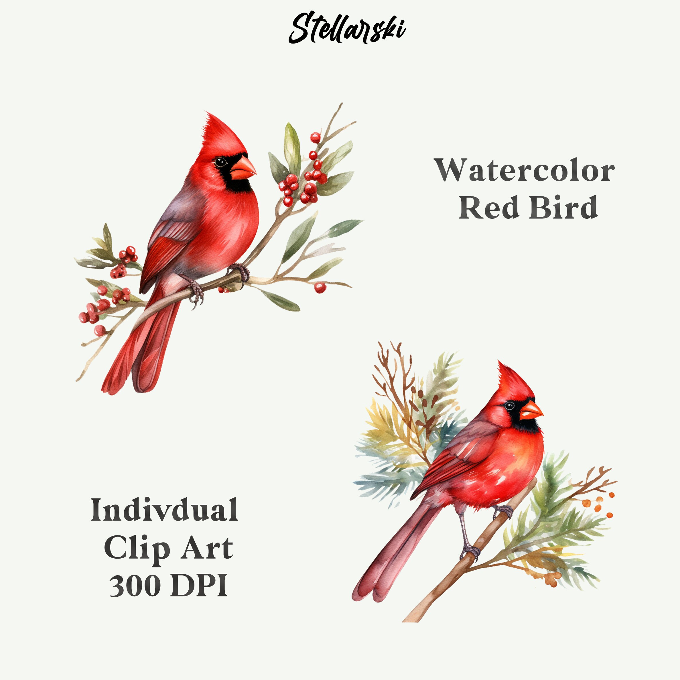 Red Cardinal PNG | Red Cardinal Bird | Cute Colorful Bird PNG ...
