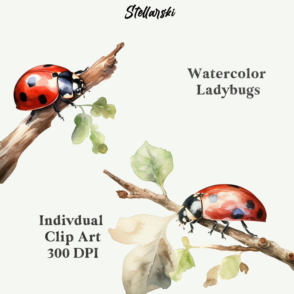 Red Ladybug PNG Ladybug Insect Cute Colorful Ladybug PNG Watercolor ...
