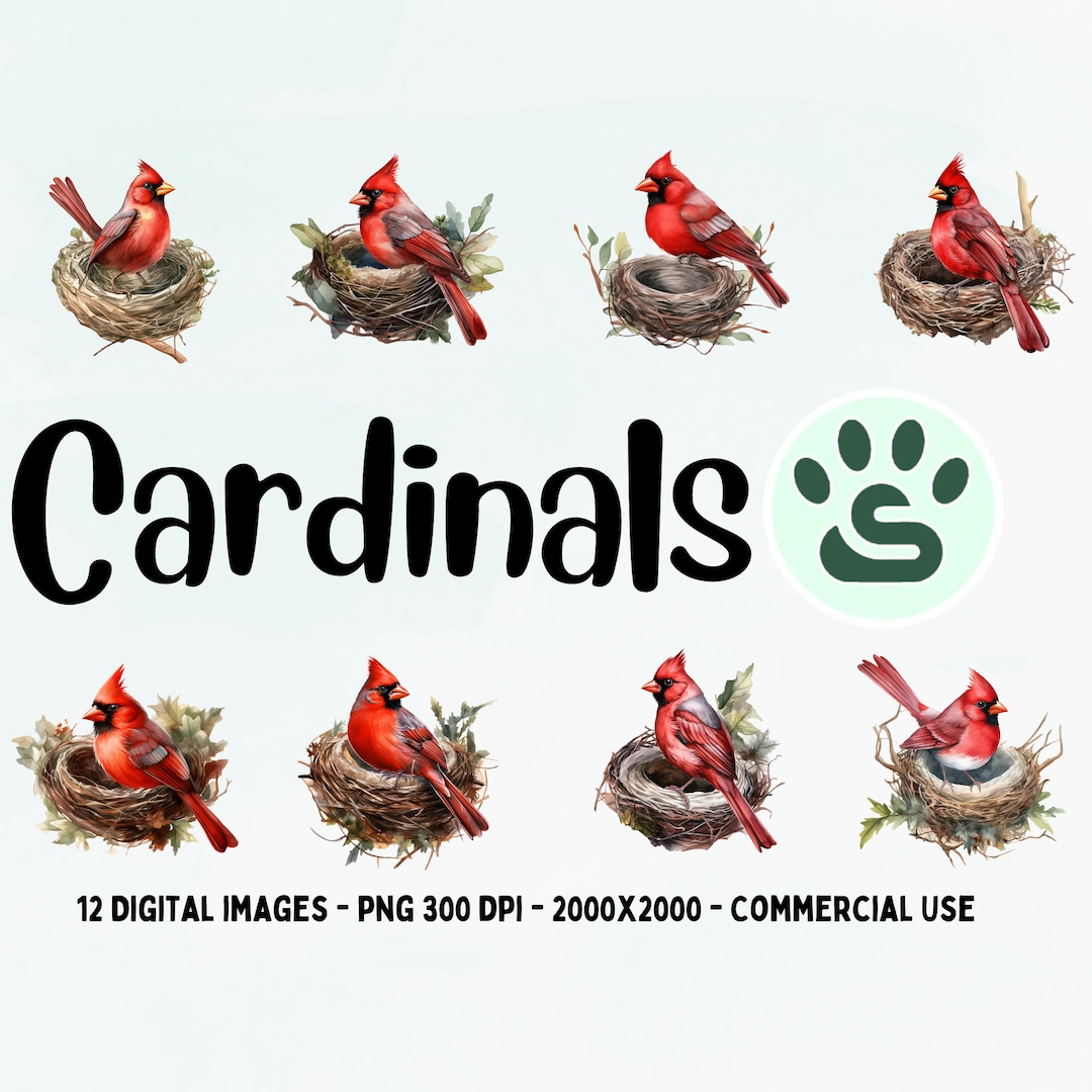 Red Cardinal Nest PNG | Red Cardinal Bird Nest | Colorful Bird PNG ...