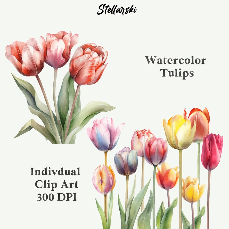 Colorful Tulips PNG | Spring Flowers Clipart | Watercolor Tulip PNG ...