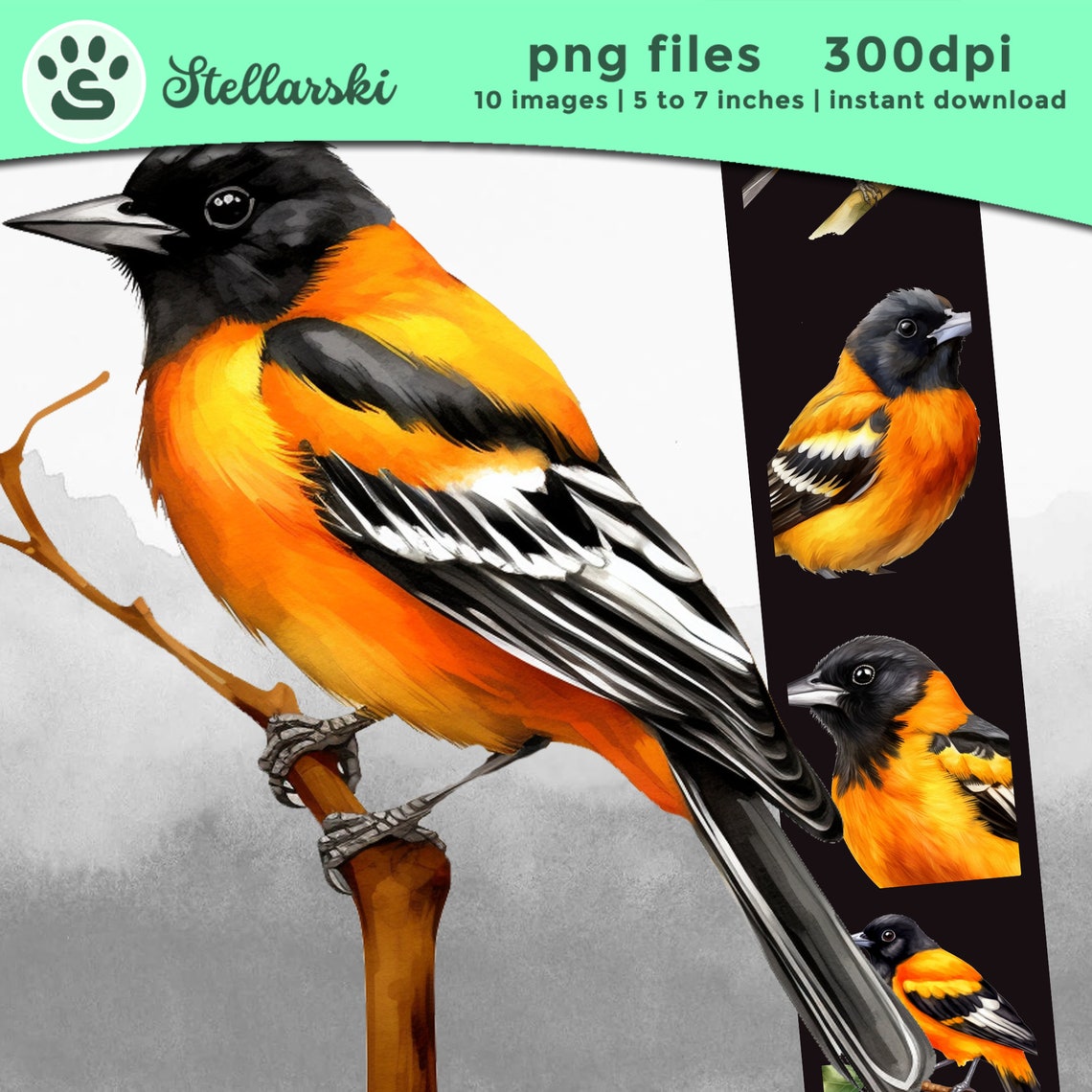 Baltimore Oriole PNG | Orange Oriole Bird | Cute Colorful Bird PNG ...