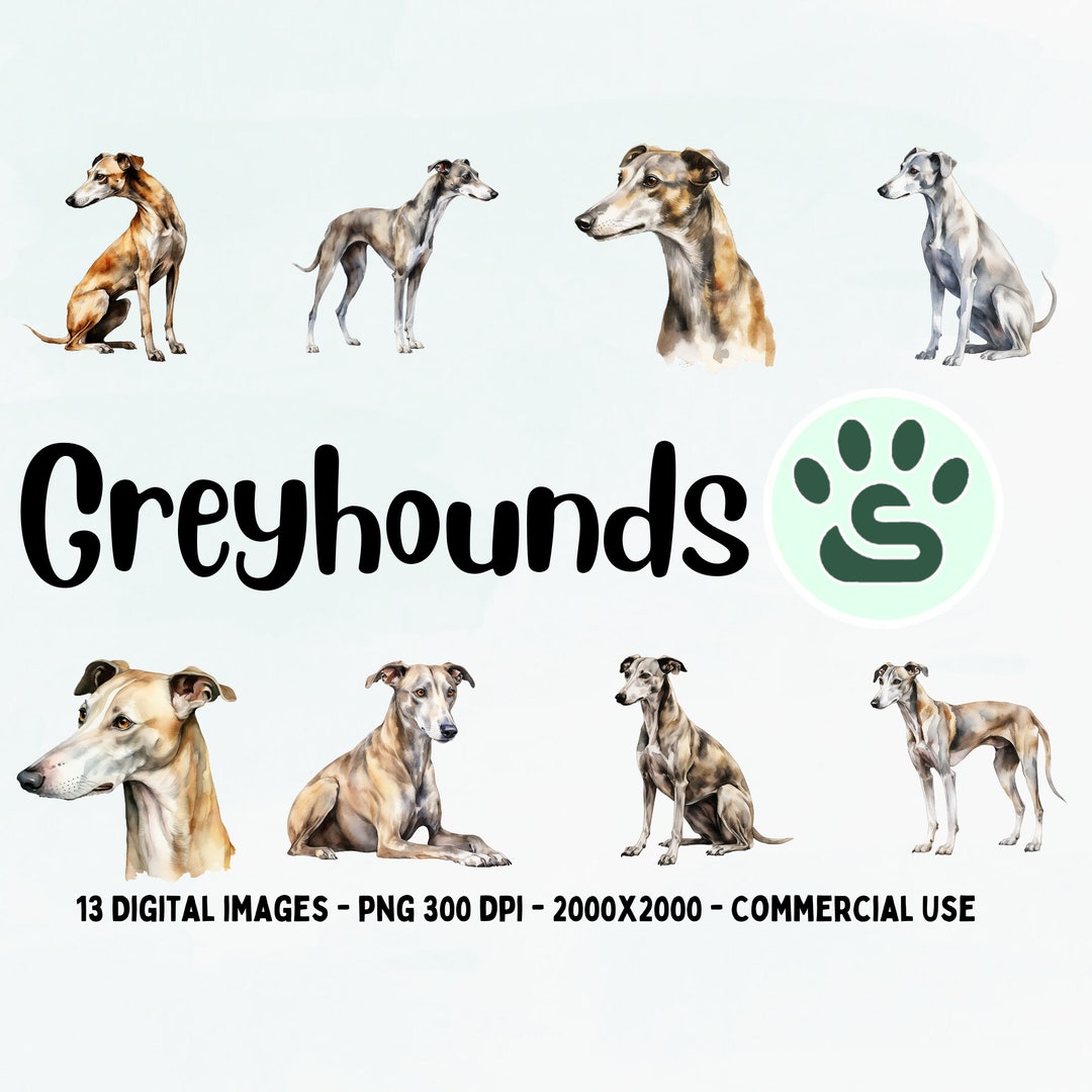 Greyhound Watercolor Clipart, Greyhounds PNG, Greyhound Illustration ...