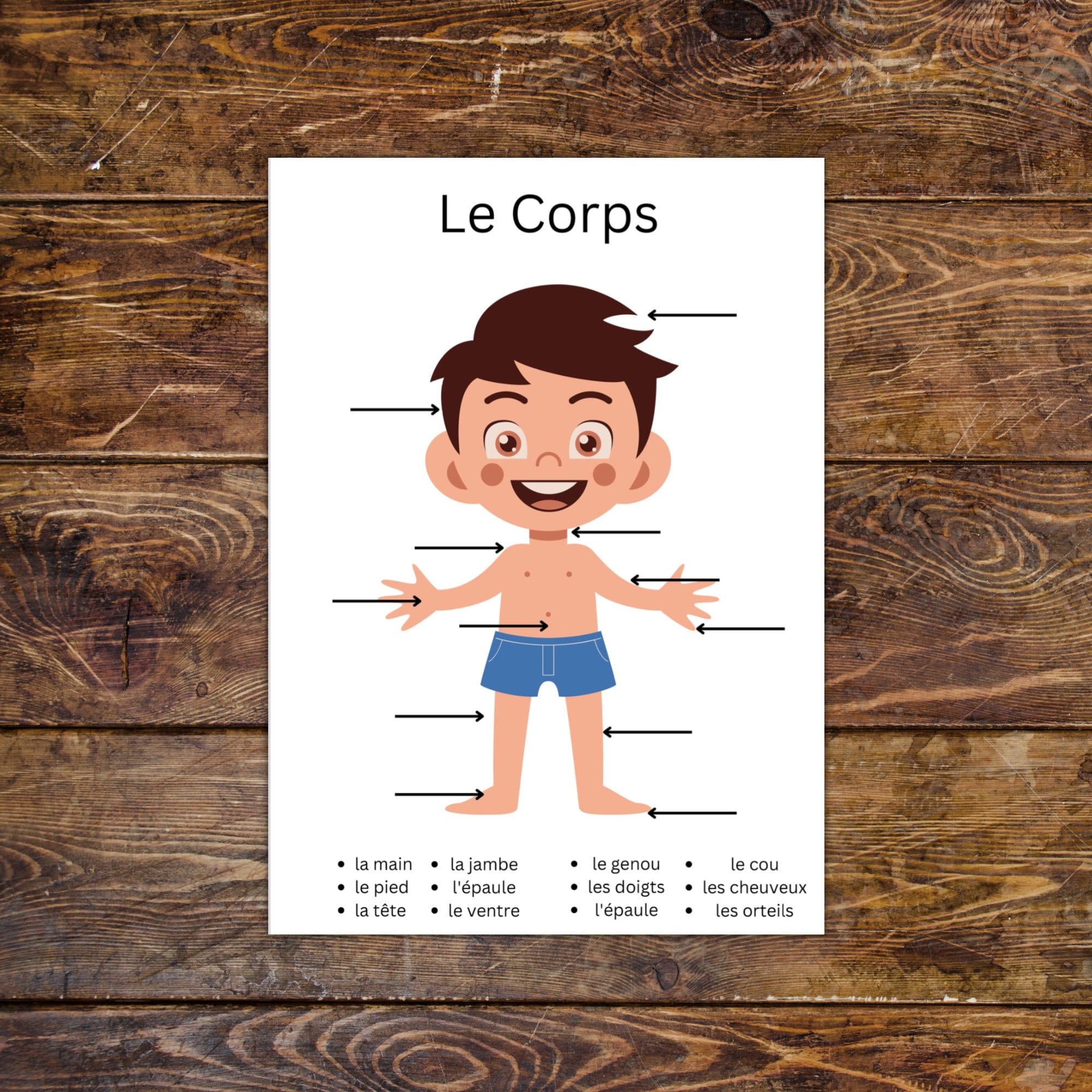 Parts of the Body Poster & Flashcard BUNDLE Homeschool Posters ...