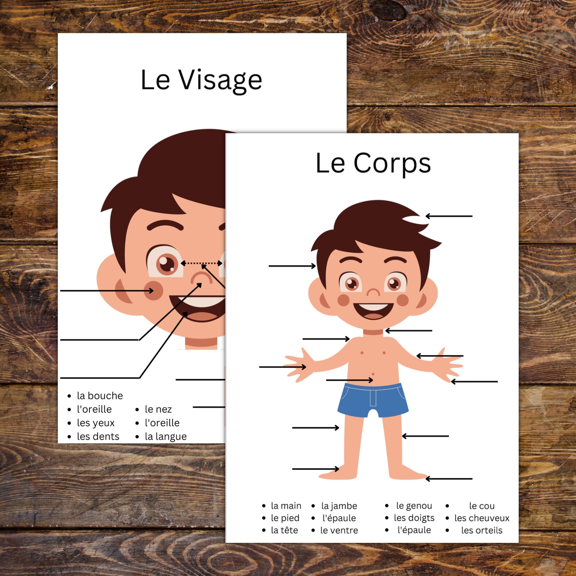 Parts of the Body Poster & Flashcard BUNDLE Homeschool Posters ...
