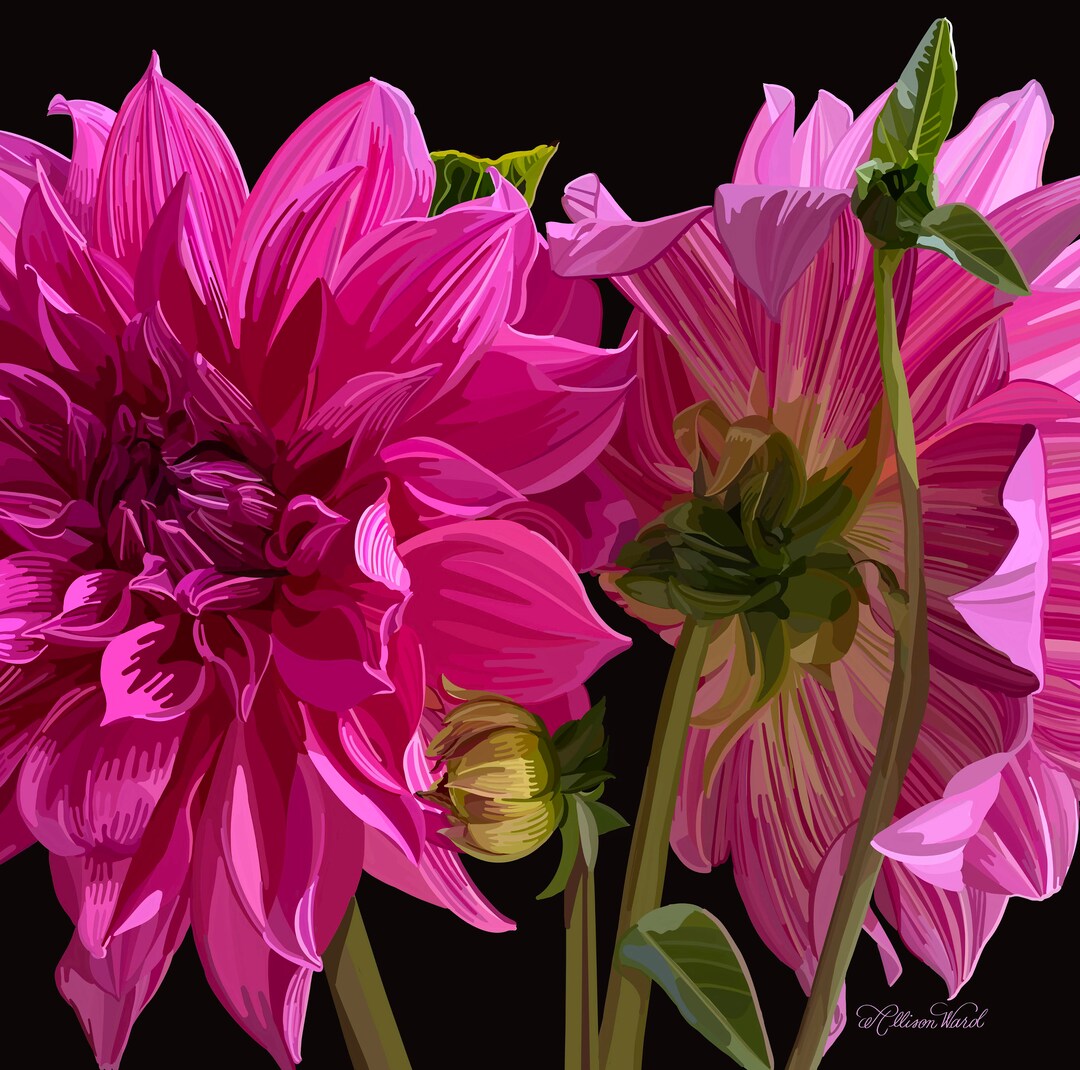 Dahlia Wall Decor Pink Dahlias Print Dahlia Fine Art Print - Etsy