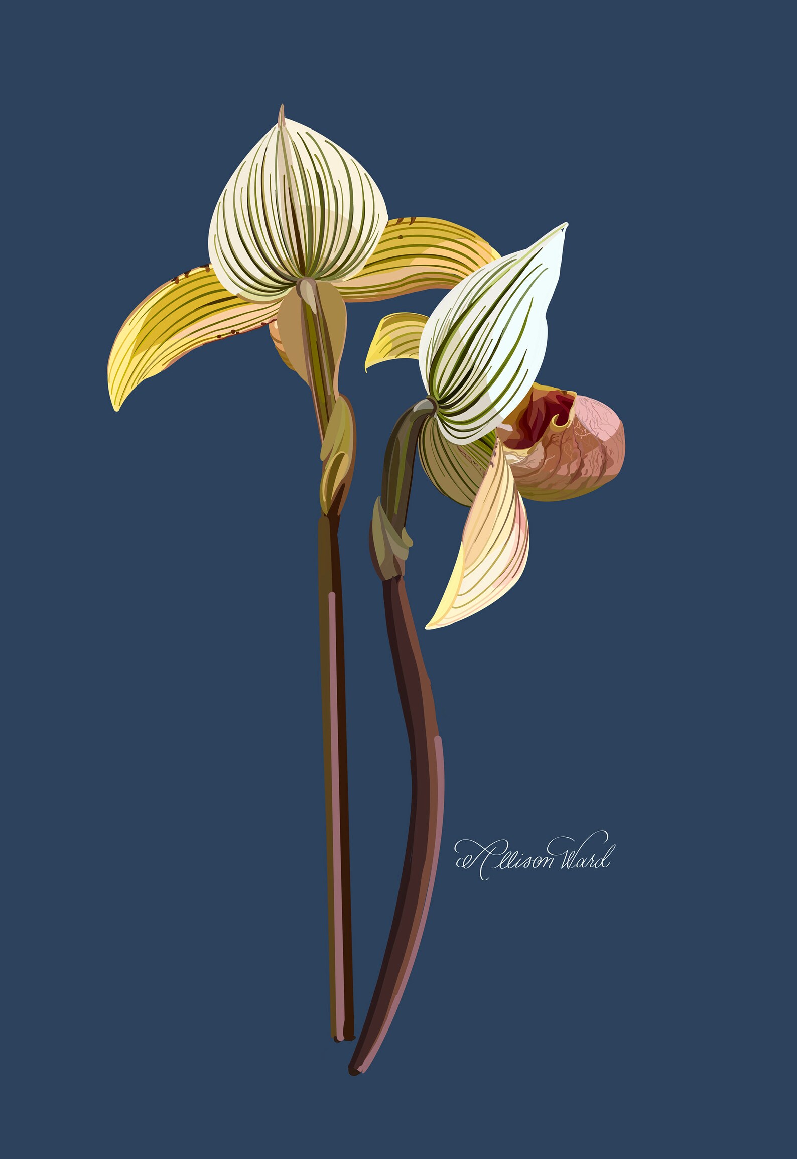 Lady Slipper Painting | Lady Slipper Artwork | Botanical Print - Etsy