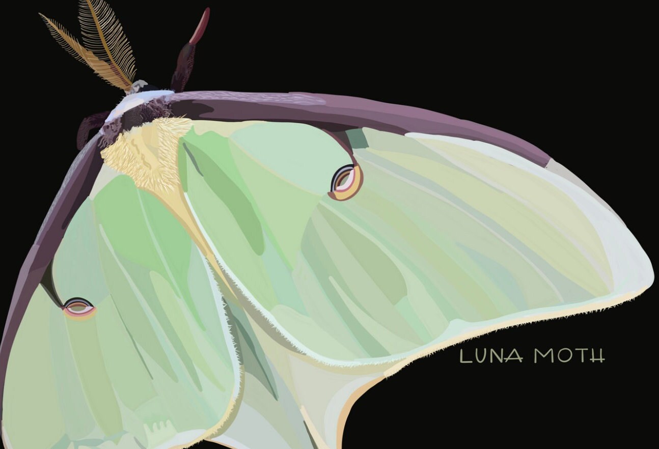 Luna Moth Print | Moth Artwork | Luna Moth Wall Decor - Etsy