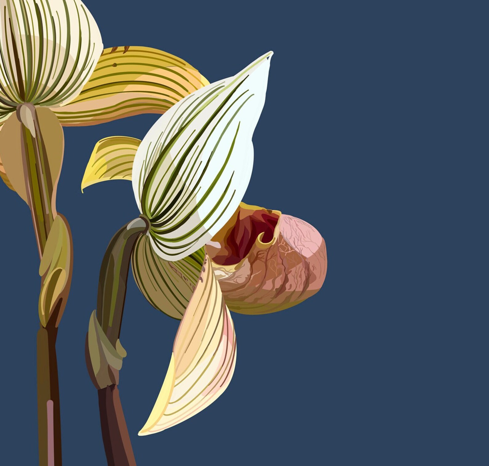 Lady Slipper Painting | Lady Slipper Artwork | Botanical Print - Etsy