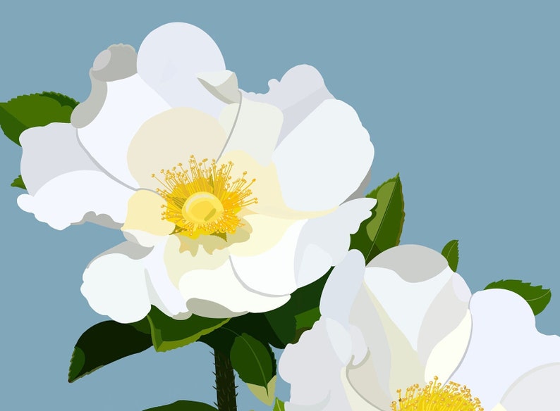 Cherokee Rose Print | Georgia State Flower Painting | GA Print ...