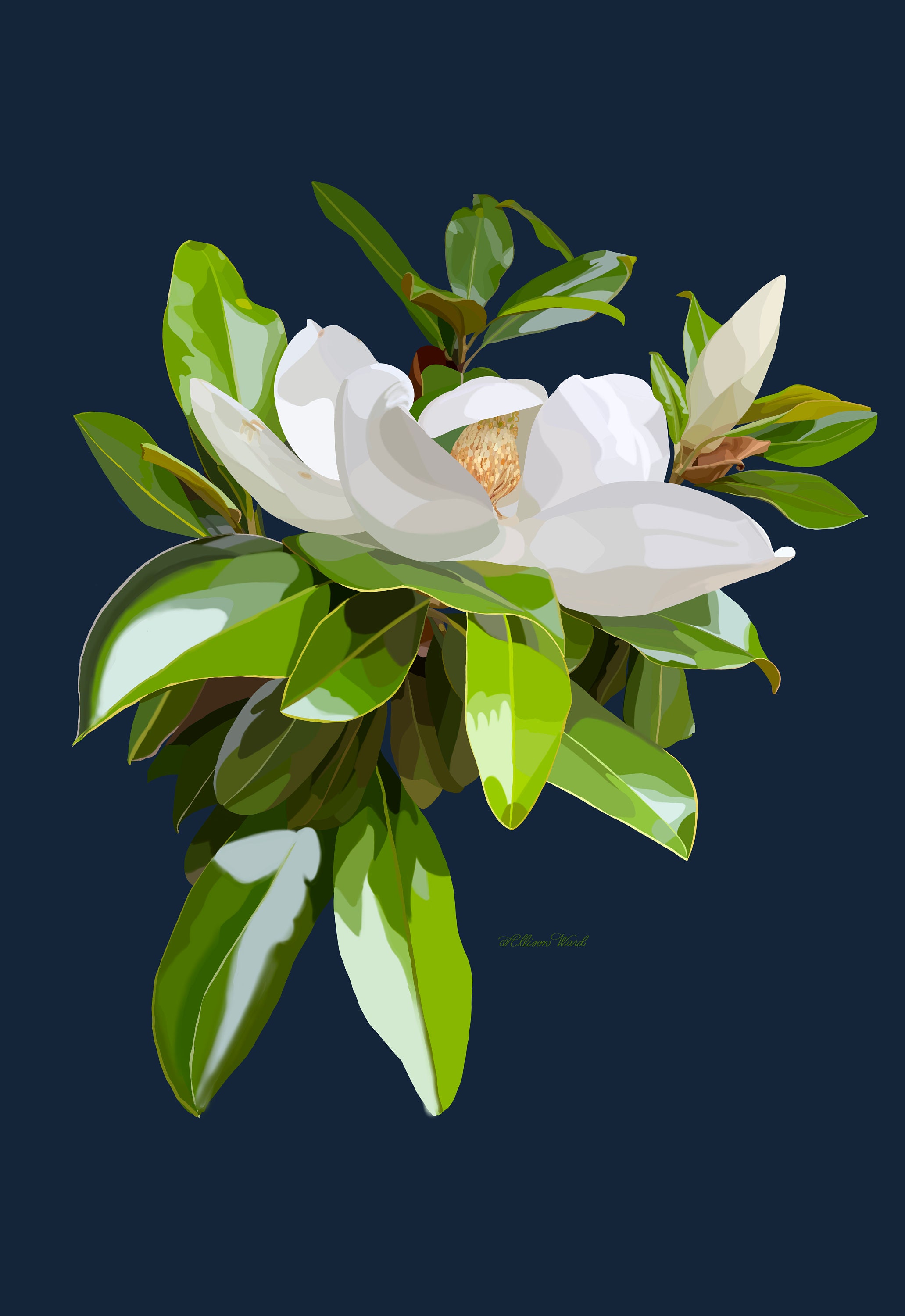 Open Magnolia on Navy Print | Magnolia Poster | Magnolia Fine Art ...