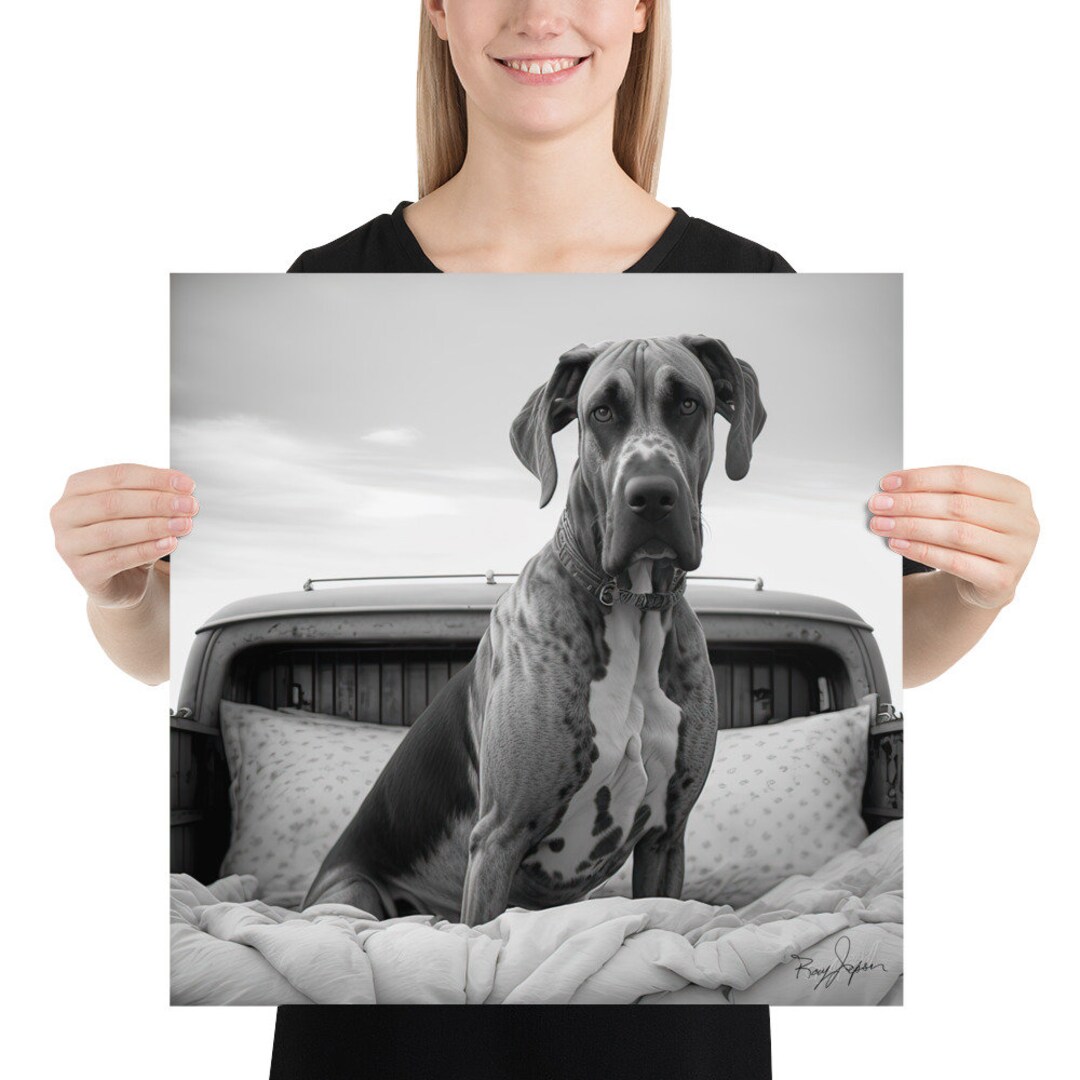 Great Dane in the Back of A Pickup Truck Poster - Black and White Image ...