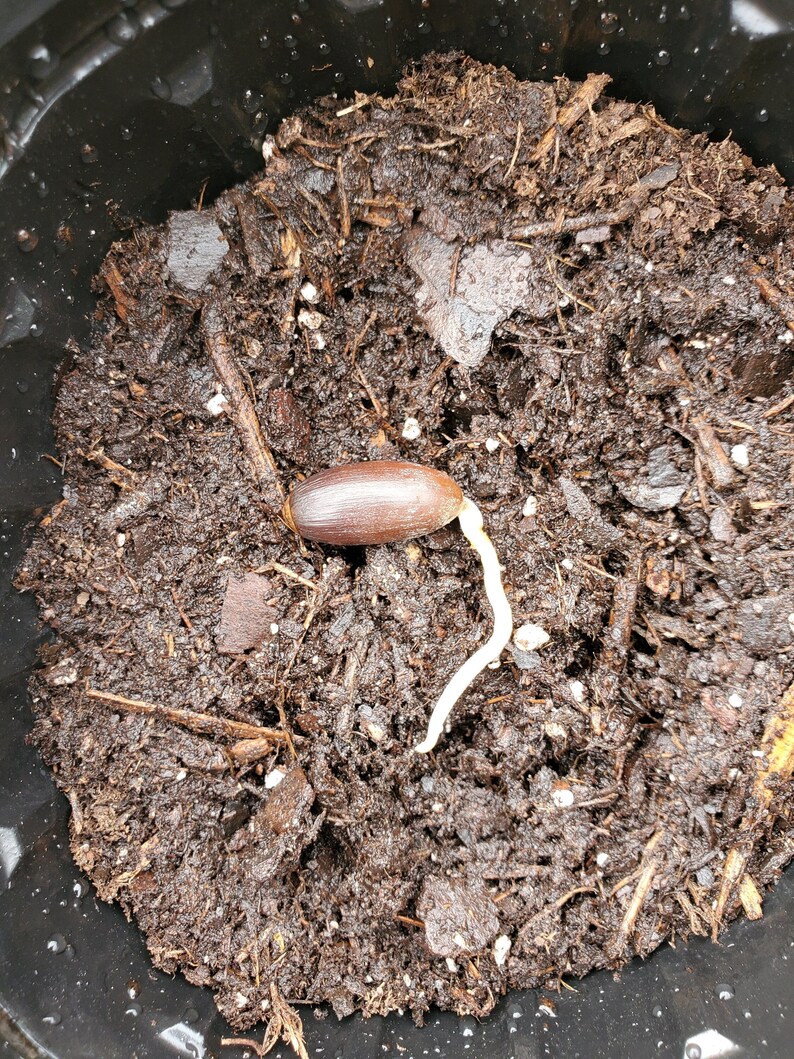 10 Germinated Mexican White Oak Acorns Monterrey Oak quercus Polymorpha ...