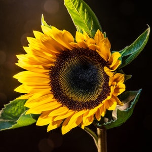 Studio Shot of Fully Bloomed Sunflower | WALLPAPER | Ready for PRINT ...