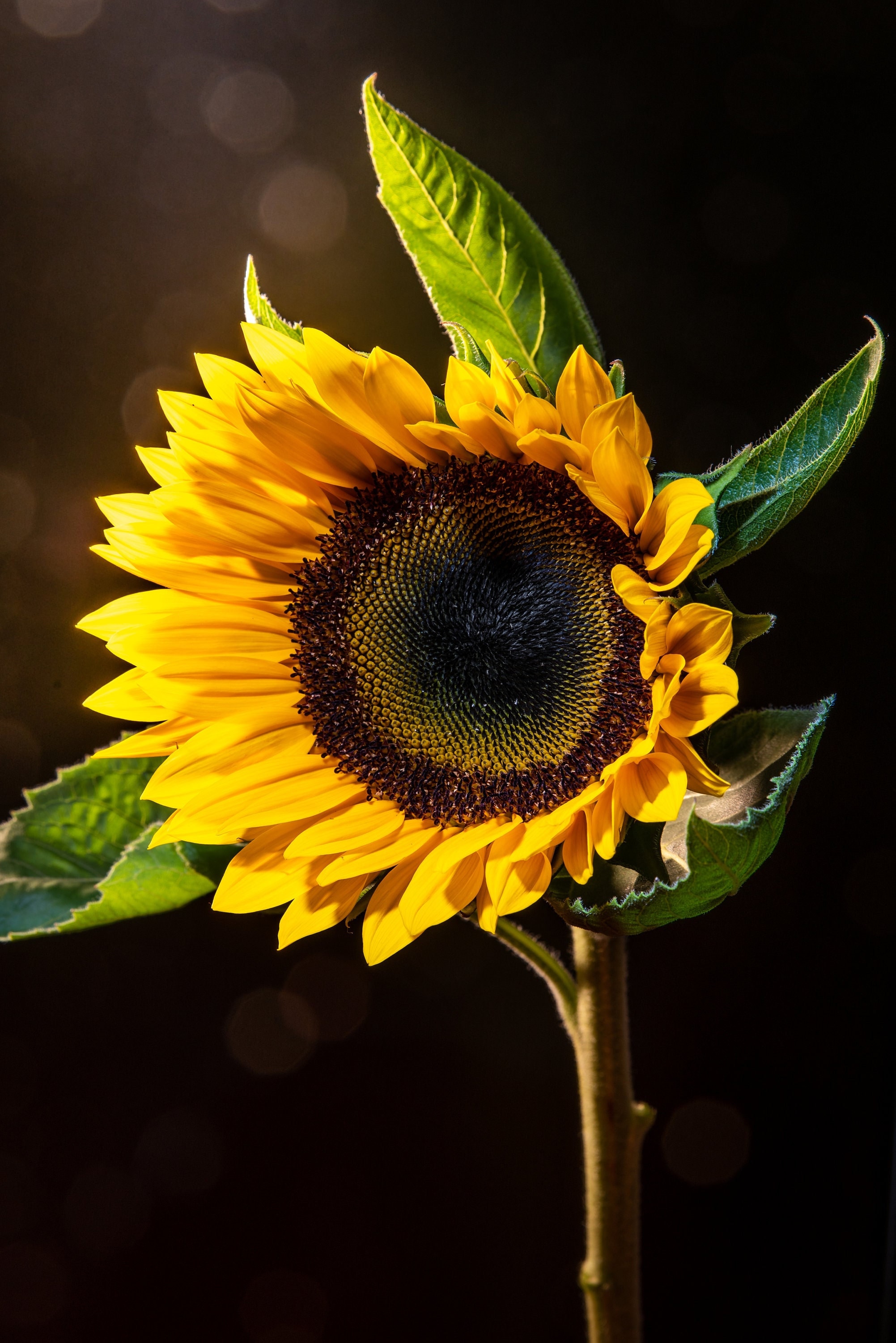 Sunflower Backgrounds