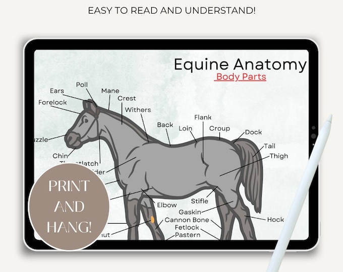 Equine Skeleton Worksheet - Horse Anatomy - Horse Skeleton - Equine ...
