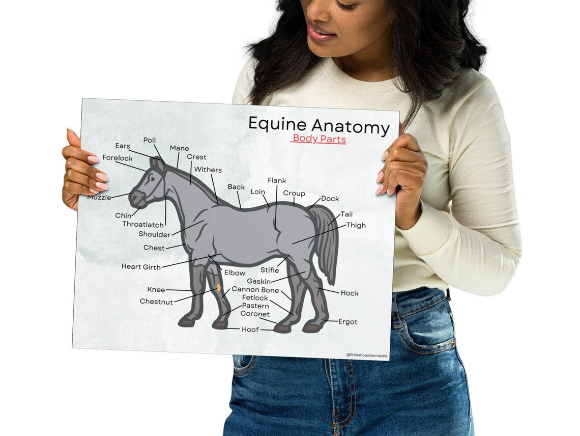 Beginner Friendly Basic Digital Equine Anatomy Parts of the Horse ...