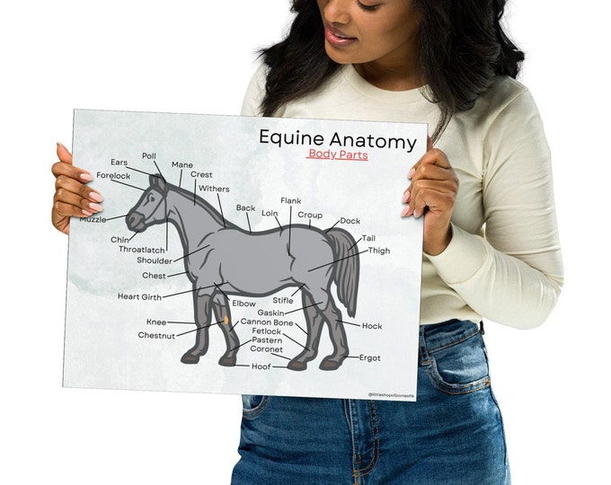 Beginner Friendly Basic Equine Anatomy Parts of the Horse Educational ...