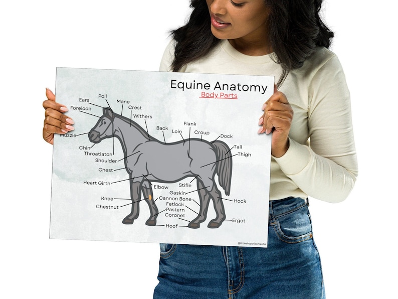 Beginner Friendly Basic Equine Anatomy Parts of the Horse Educational ...