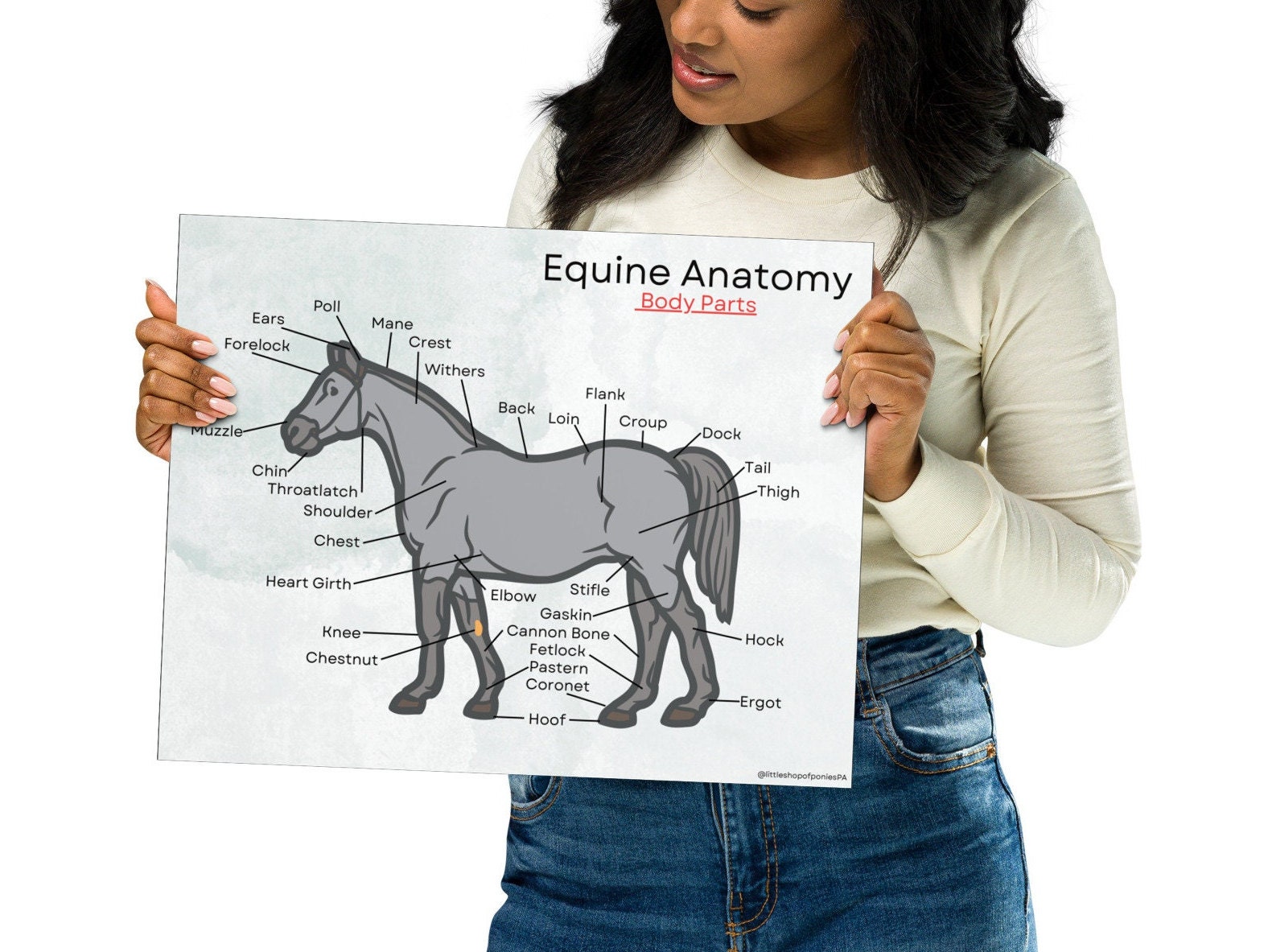 Beginner Friendly Basic Digital Equine Anatomy Parts of the Horse ...