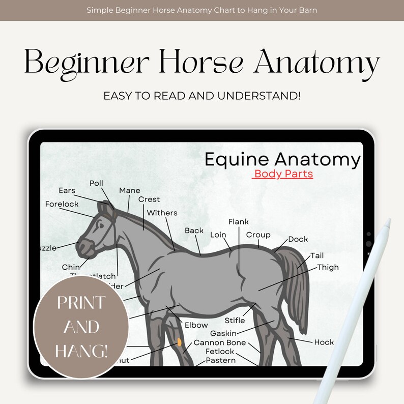 Simple Beginner's Guide to Equine Anatomy Digital Download Poster ...