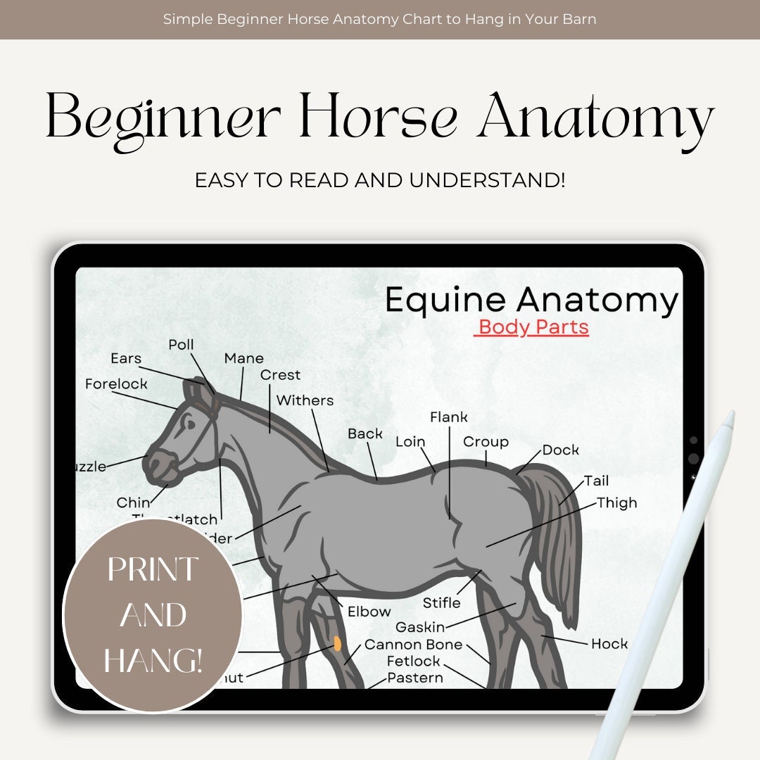 Beginner Friendly Basic Digital Equine Anatomy Parts of the Horse ...