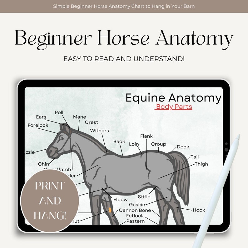 Beginner Friendly Basic Digital Equine Anatomy Parts of the Horse Educational Poster - Etsy