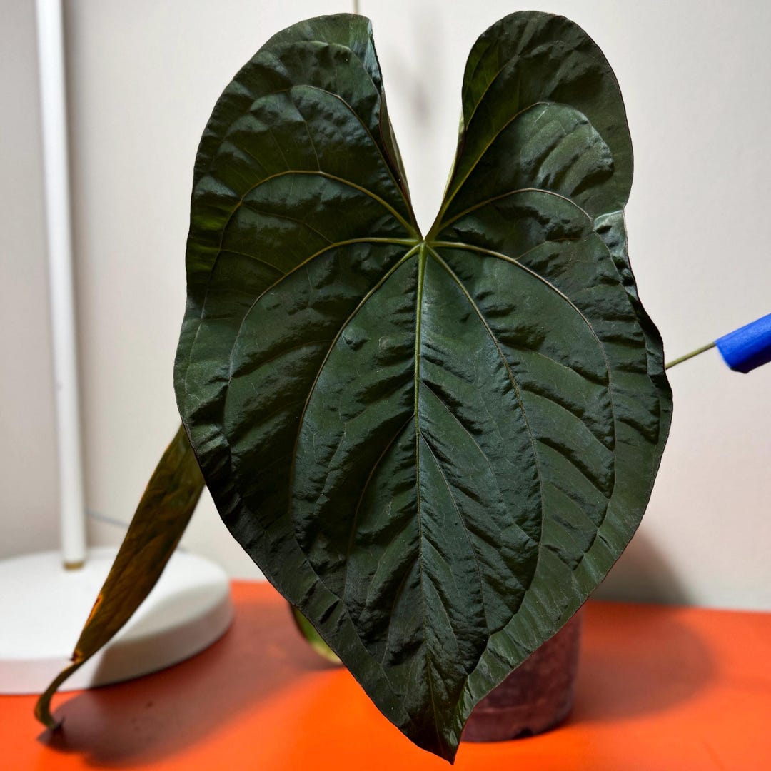 Anthurium dark Phoenix X Dressleri X dark Phoenix X Goliath 2 Pack USA ...