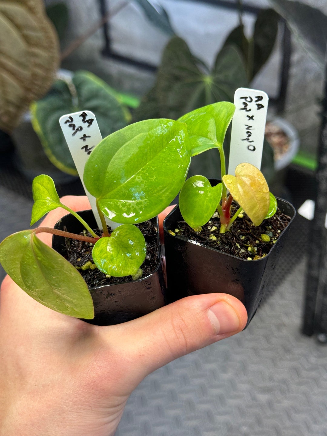 Anthurium Papillilaminum RA X Sp Napo Seedling USA SELLER - Etsy