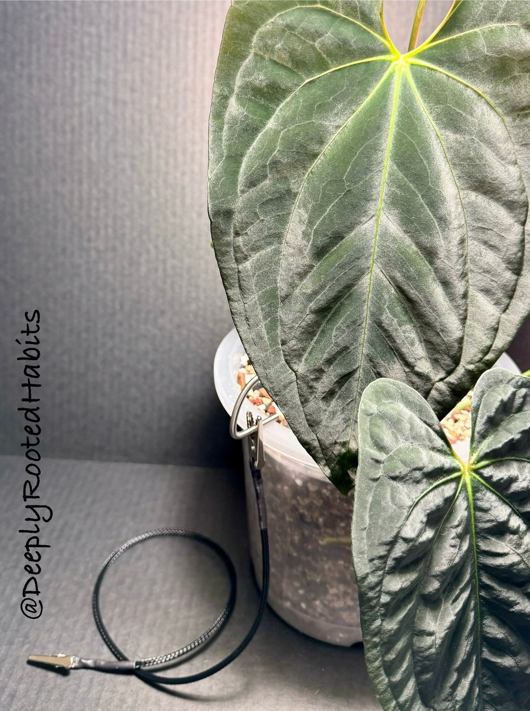 EARTHIN RODS Plant Earthing Kit, USA Seller - Etsy