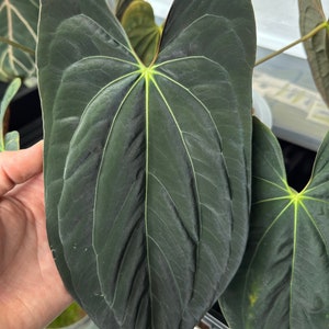 Anthurium Blue Pap X Fort Sherman X Dark Phoenix X RG Dressleri ...