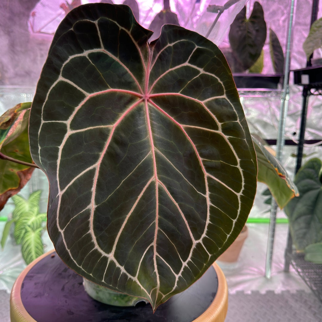 Anthurium Docblock X Dark Phoenix Goliath USA SELLER - Etsy