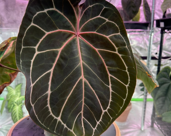 Anthurium Docblock X Dark Phoenix Goliath USA SELLER - Etsy