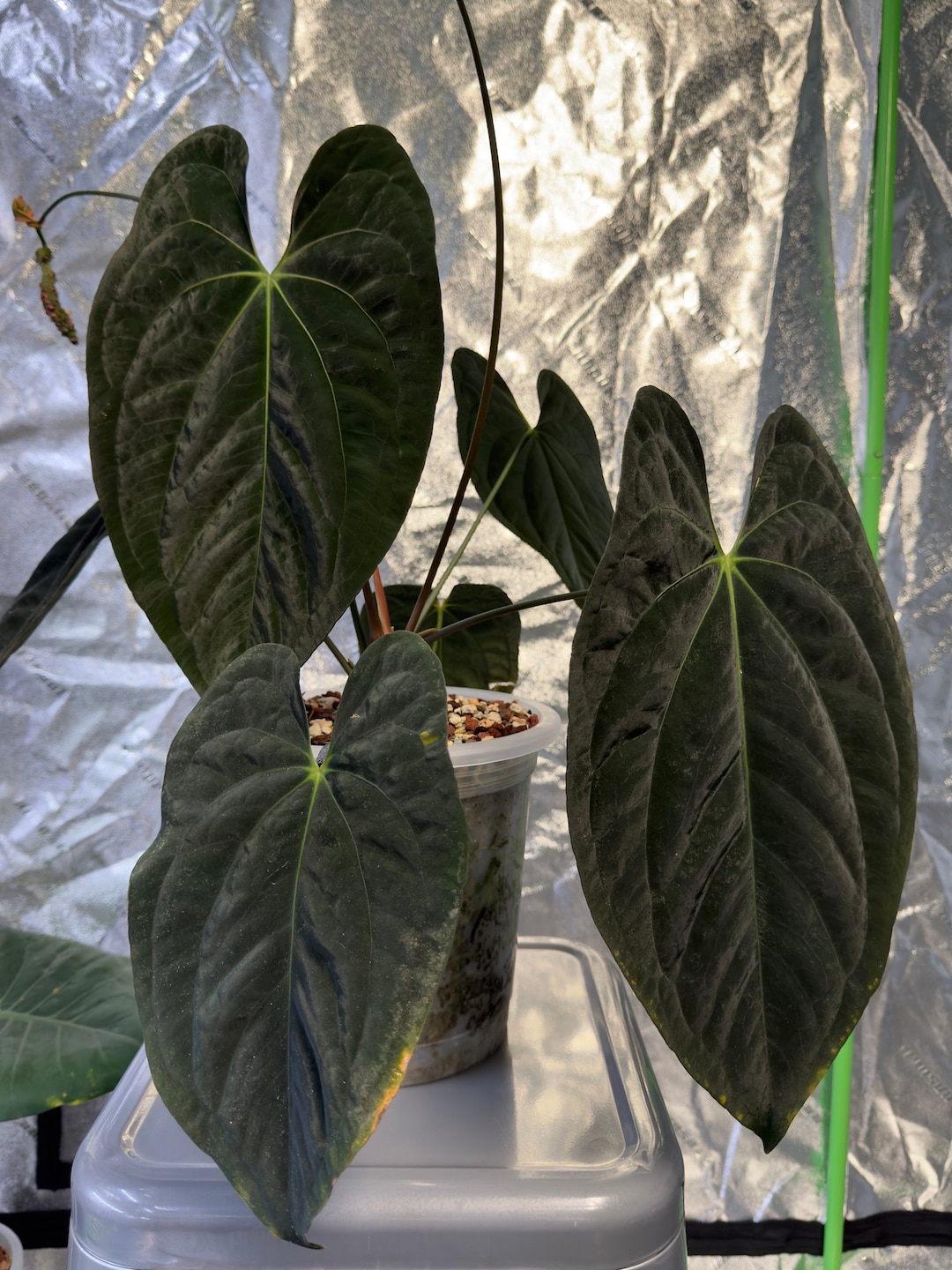 Anthurium Dark Phoenix X Goliath Clone USA SELLER - Etsy